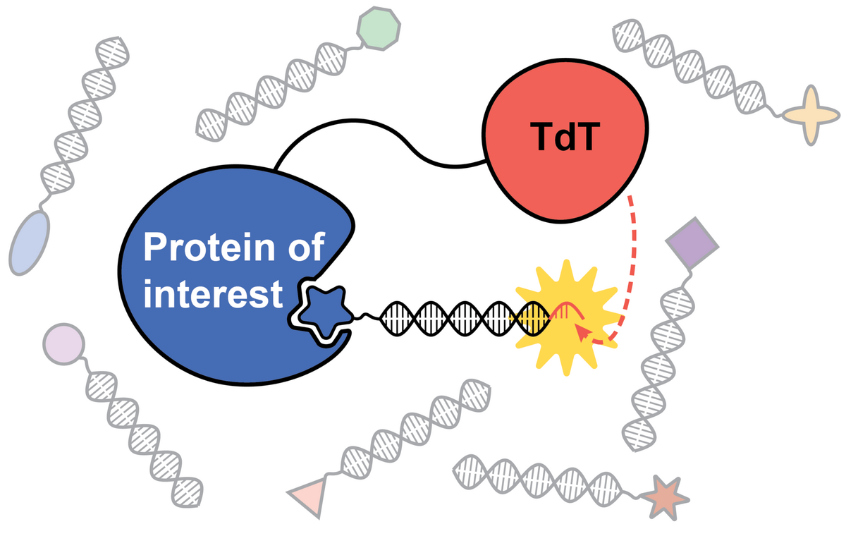A new method to select hits in DNA encoded libraries | Research Group ...